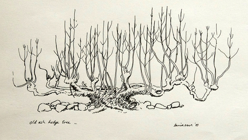 Home 'In a Nutshell' Old Ash Hedge Tree signed by David Nash 1989 ...