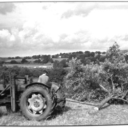 Orchards & Apples - Common Ground